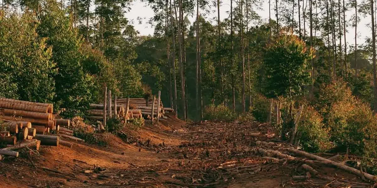 Why does Deforestation Happen? - Deforestation Watch
